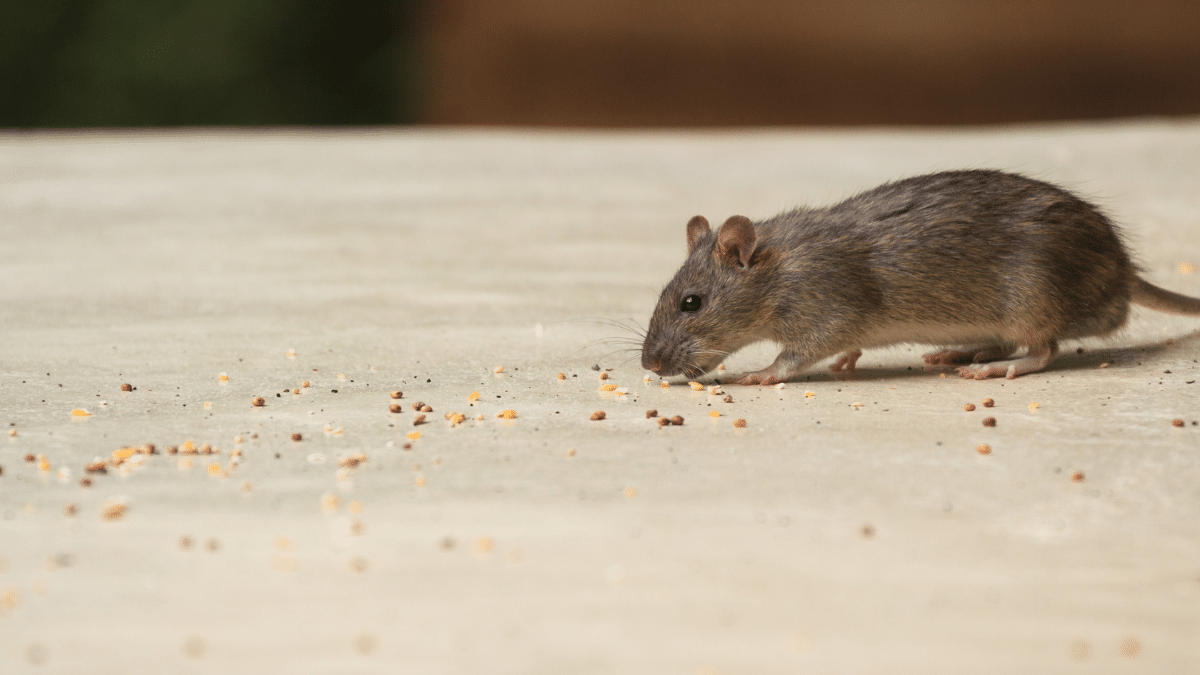 Have You Got a Mouse in the House? - Energy Efficient Homes
